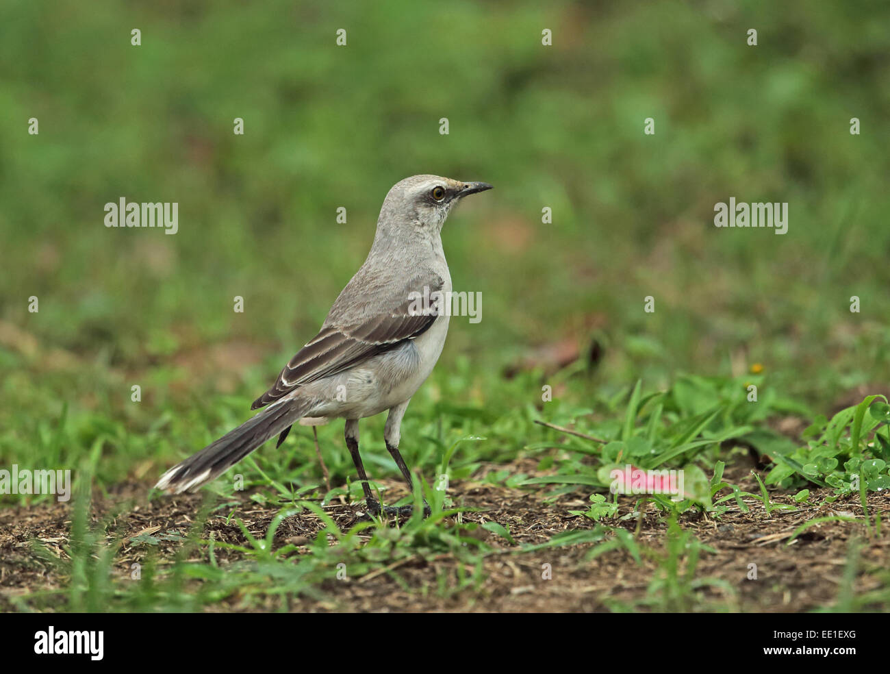 Tropical Mockingbird (Mimus gilvus tolimensis) adult, standing on ...