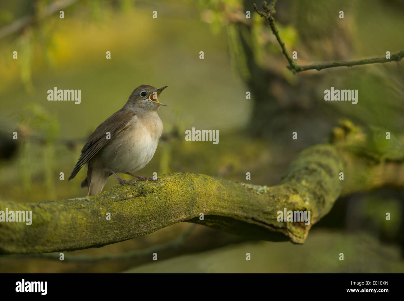 Nightingales uk singing hi-res stock photography and images - Alamy