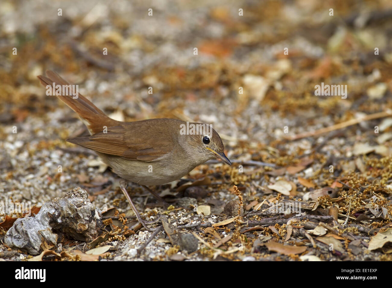 Common Nightingale (Luscinia megarhynchos) adult, feeding on ground in ...