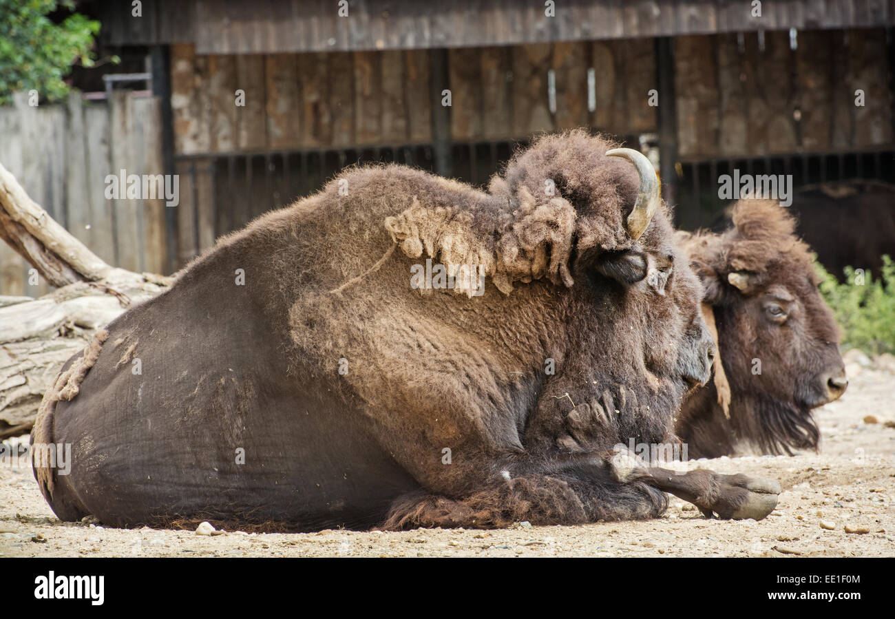 Majestic American bison (Bison bison). Side view. Animal theme Stock ...