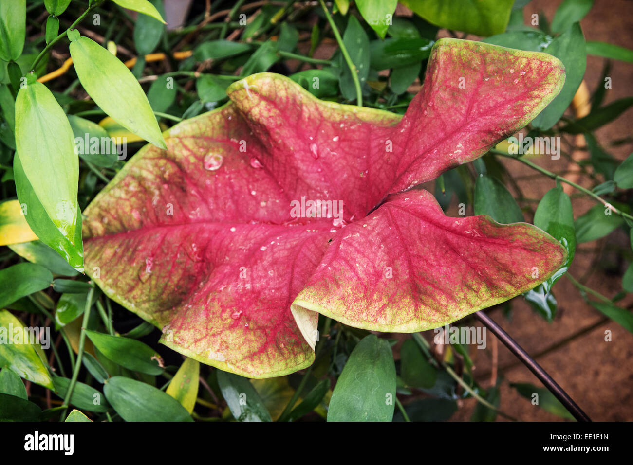 Big red tropical leaf in the garden Stock Photo - Alamy