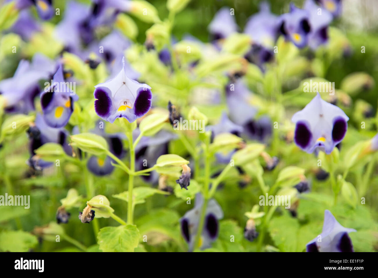 Wishbone flowers (Torenia fournieri). Natural theme Stock Photo - Alamy