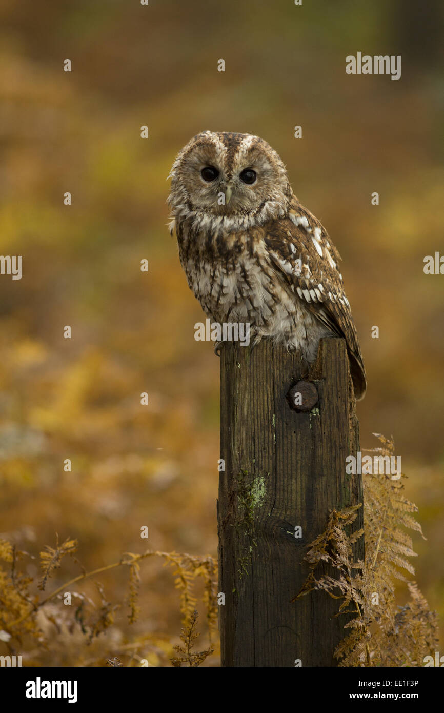 Tawny Owl (Strix aluco) adult, perched on post amongst ferns in ...