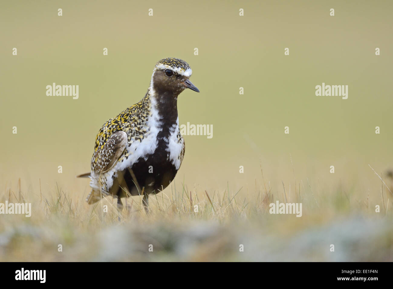 Eurasian Golden Plover (Pluvialis apricaria) adult, breeding plumage ...