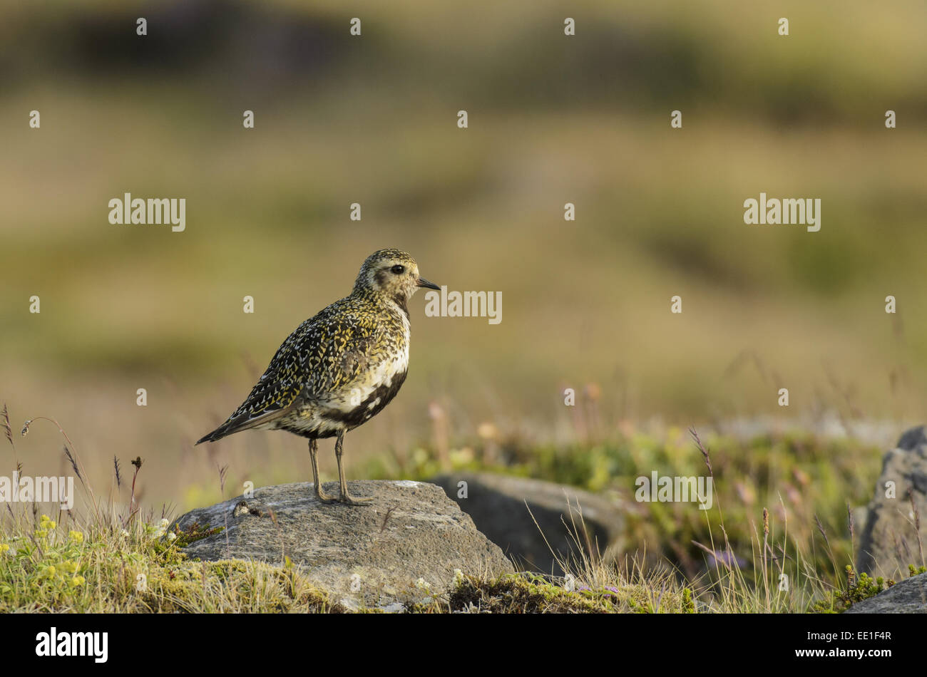 Eurasian Golden Plover (Pluvialis apricaria) adult female, breeding ...