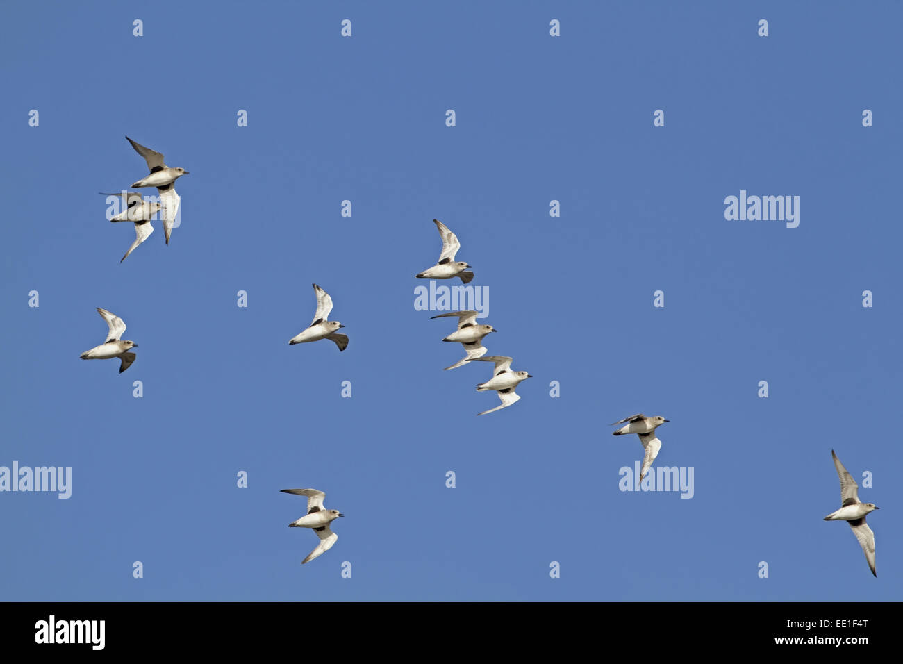 Grey Plover (Pluvialis squatarola) flock, in flight, Norfolk, England ...