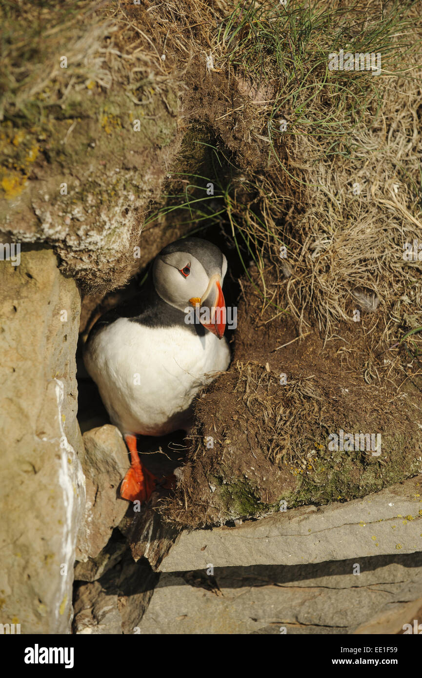 Puffins nesting hole hi-res stock photography and images - Alamy
