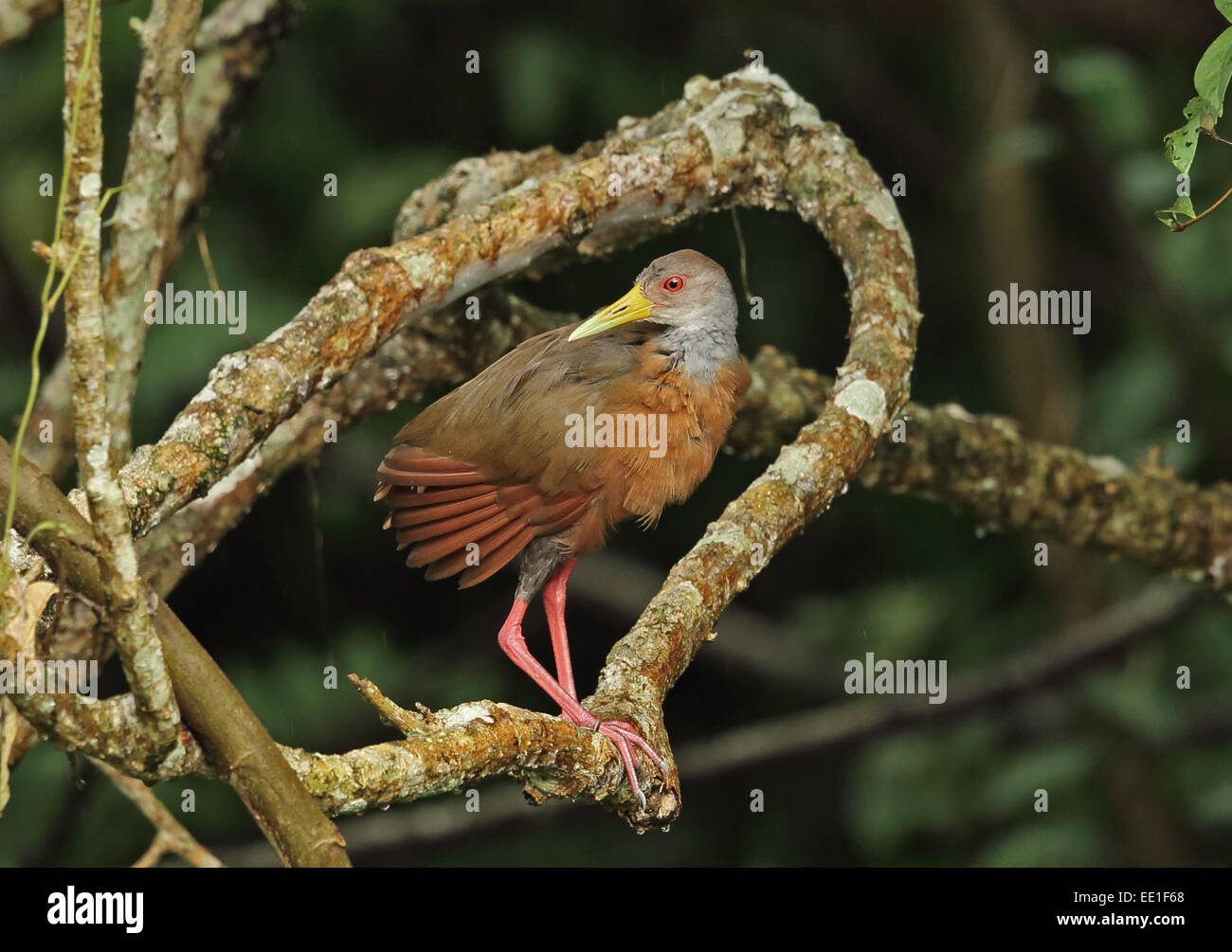 Grey-necked Wood-rail (Aramides cajaneus cajaneus) adult, standing on ...