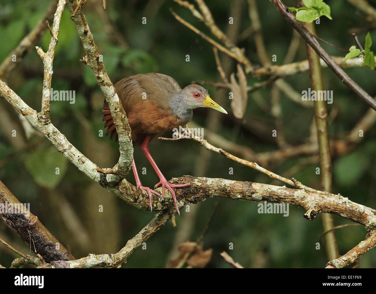 Grey-necked Wood-rail (Aramides cajaneus cajaneus) adult, standing on ...
