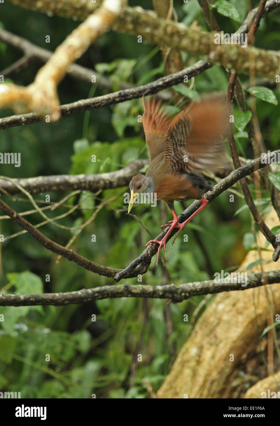 Grey-necked Wood-rail (Aramides cajaneus cajaneus) adult, flapping ...