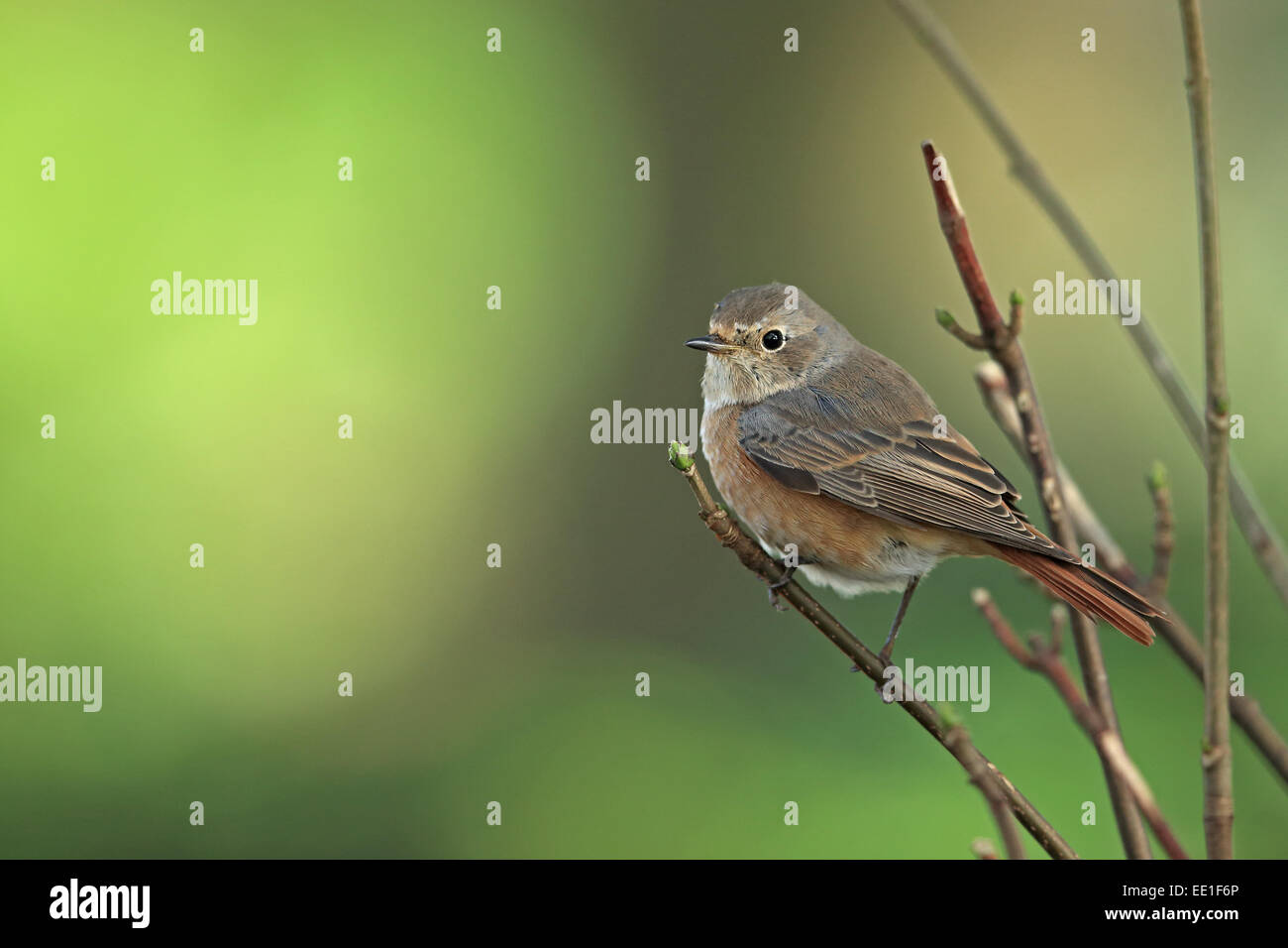 American Redstart Juvenile Male