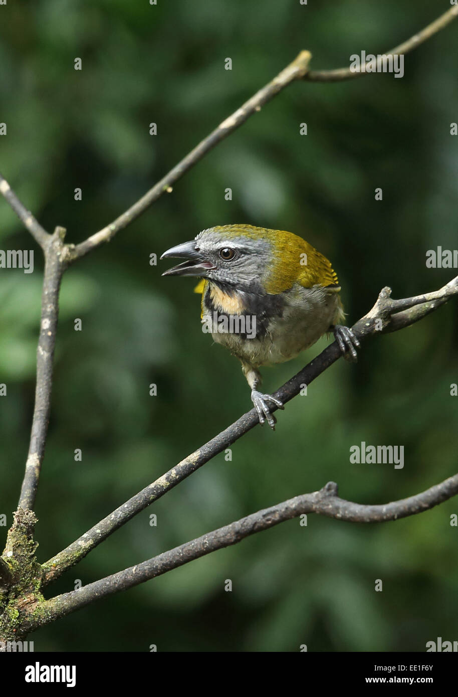 Buff throated saltator saltator maximus hi-res stock photography and ...