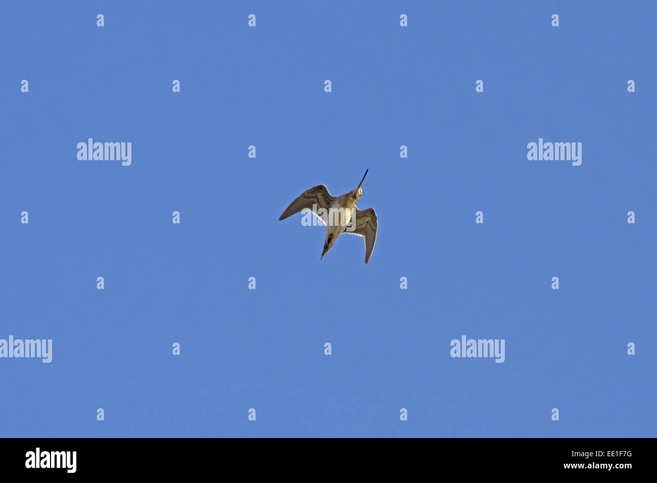 Uk snipe bird flying common hi-res stock photography and images - Alamy