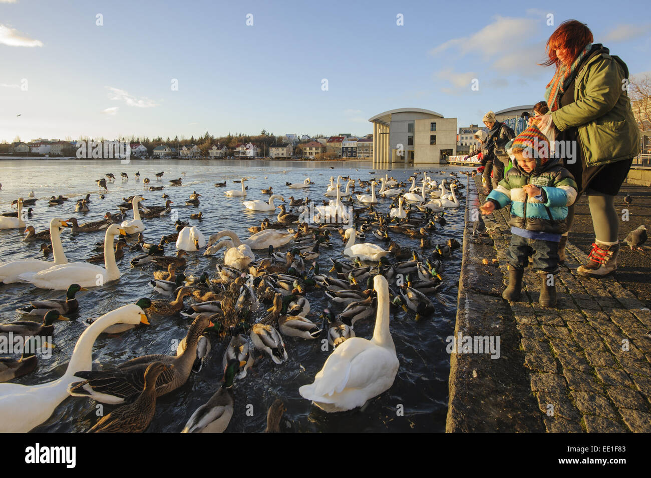 Whooper Swan (Cygnus cygnus), Mallard Duck (Anas platyrhynchos) and ...