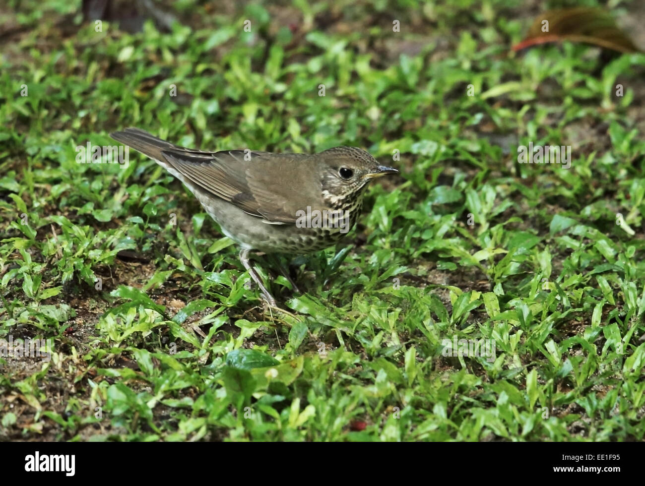 Grey-cheeked Thrush (Catharus minimus) adult, standing on ground ...