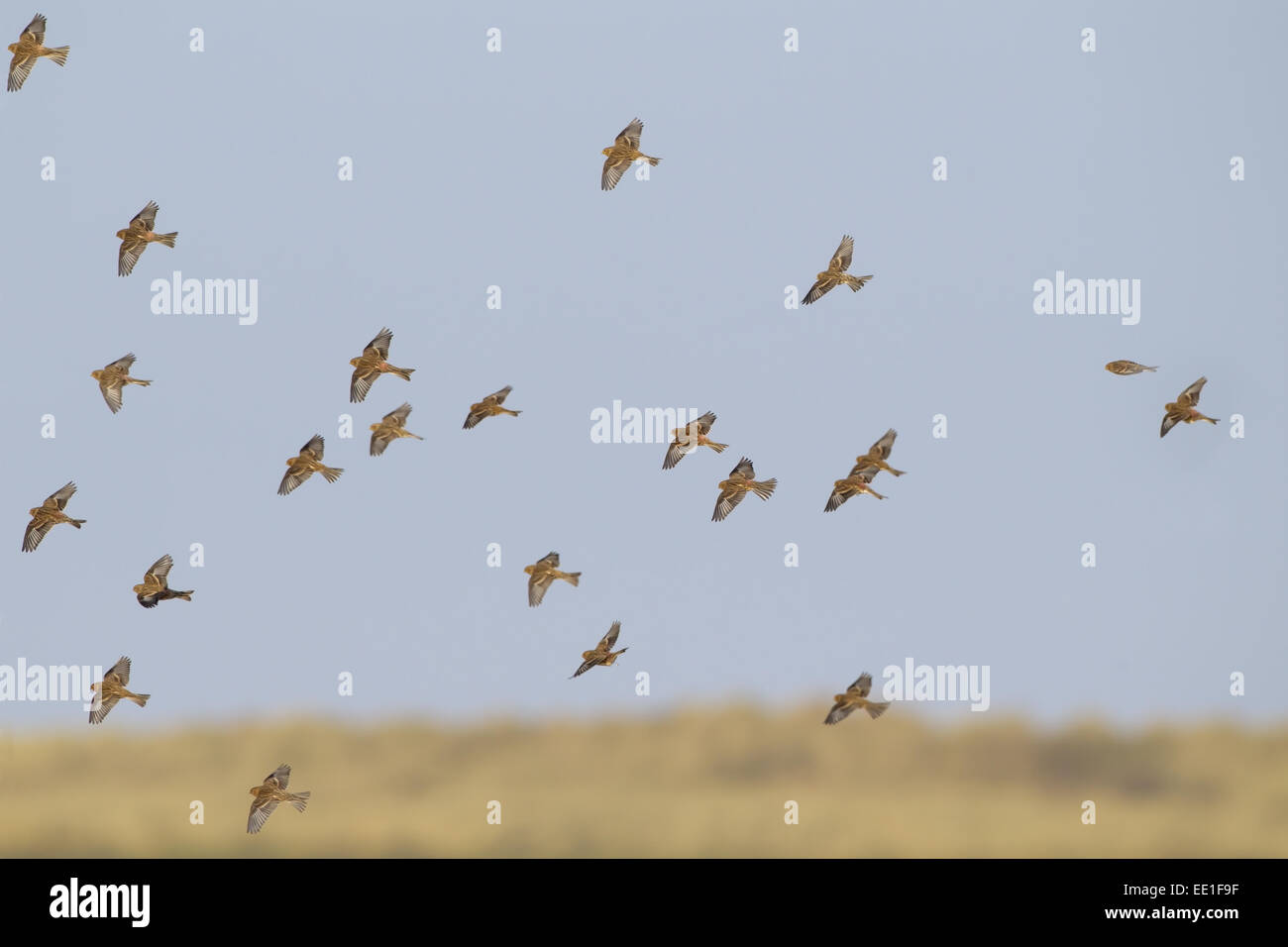 Twite (Acanthis flavirostris) flock, in flight over saltmarsh, Thornham ...