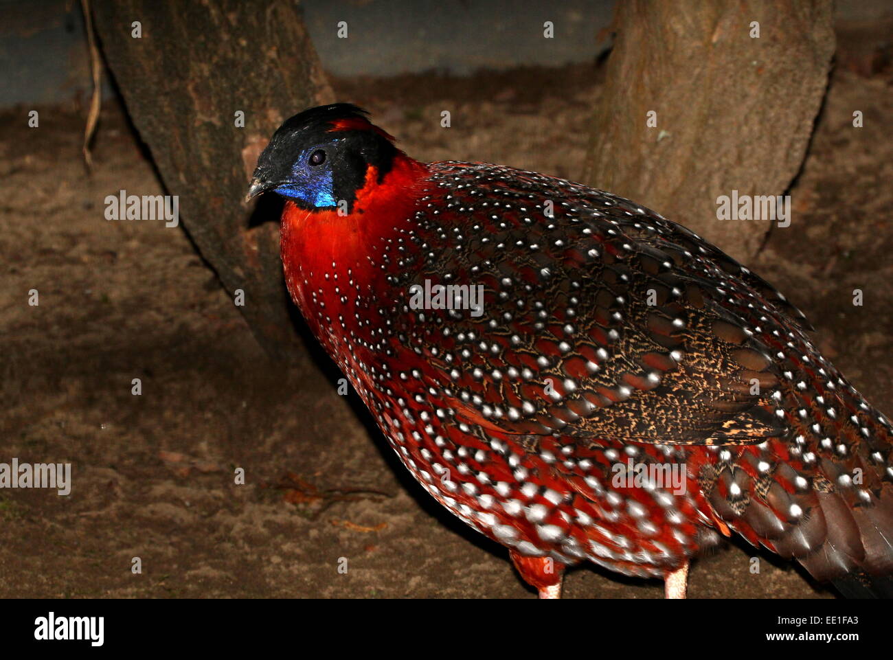 Male Himalayan Crimson horned pheasant or Satyr Tragopan ( Tragopan ...