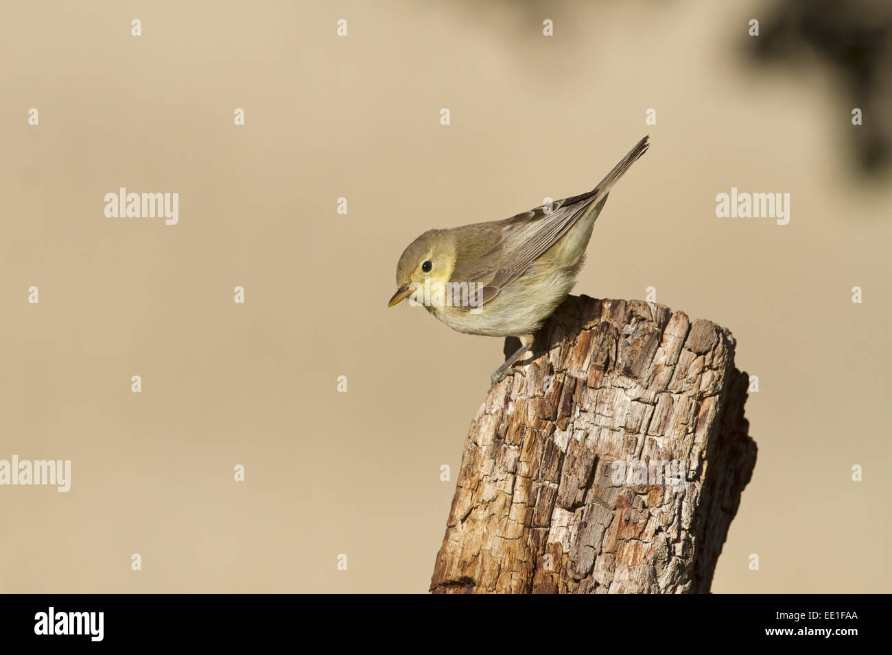 Melodious Warbler (Hippolais polyglotta) juvenile, perched on fencepost ...