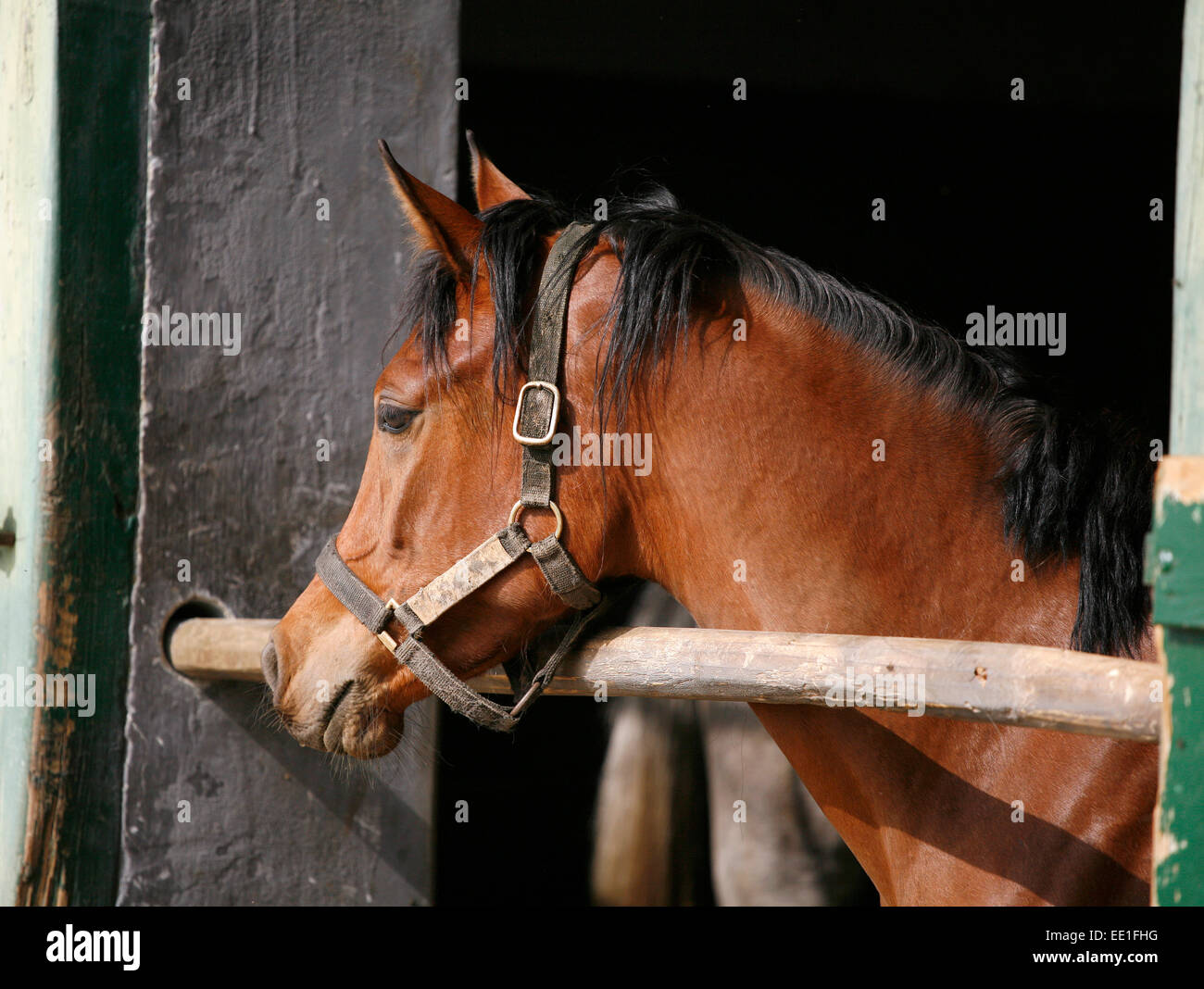 Young thoroughbred chestnut bay horse in the stable door on farmland ...