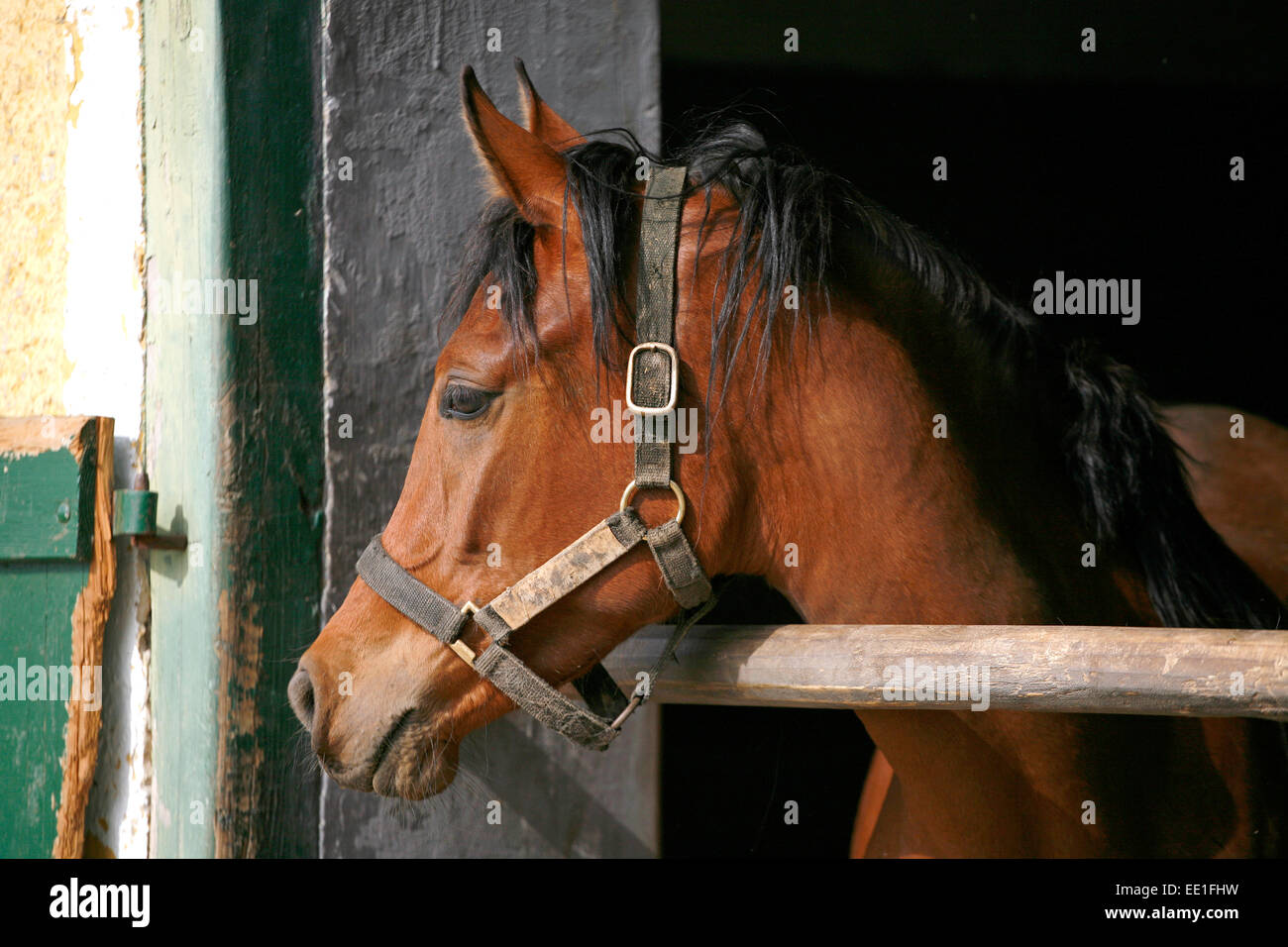 Young thoroughbred chestnut bay horse in the stable door on farmland ...