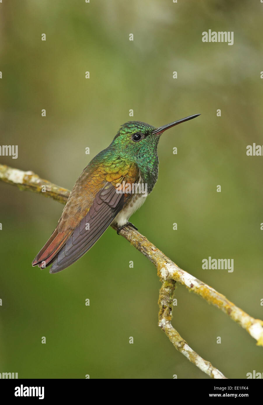 Snowy-bellied Hummingbird (Amazilia edward niveoventer) adult, perched ...