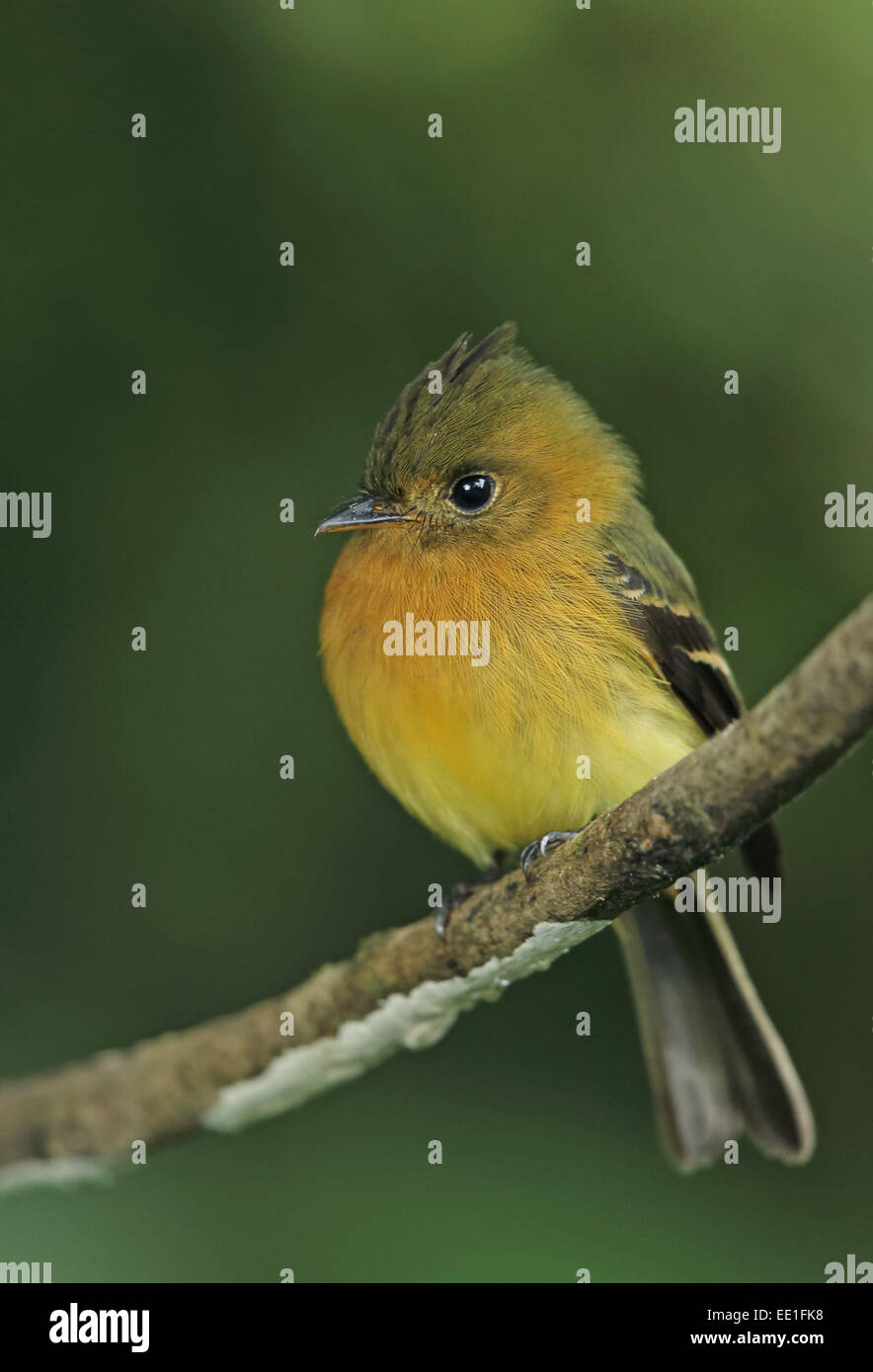 Northern tufted flycatcher hi-res stock photography and images - Alamy