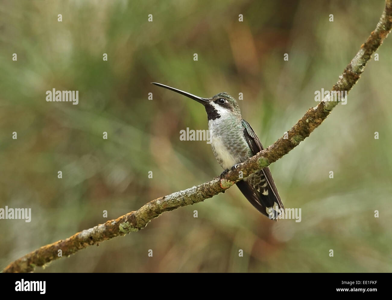 Long-billed Starthroat (Heliomaster longirostris longirostris) adult ...