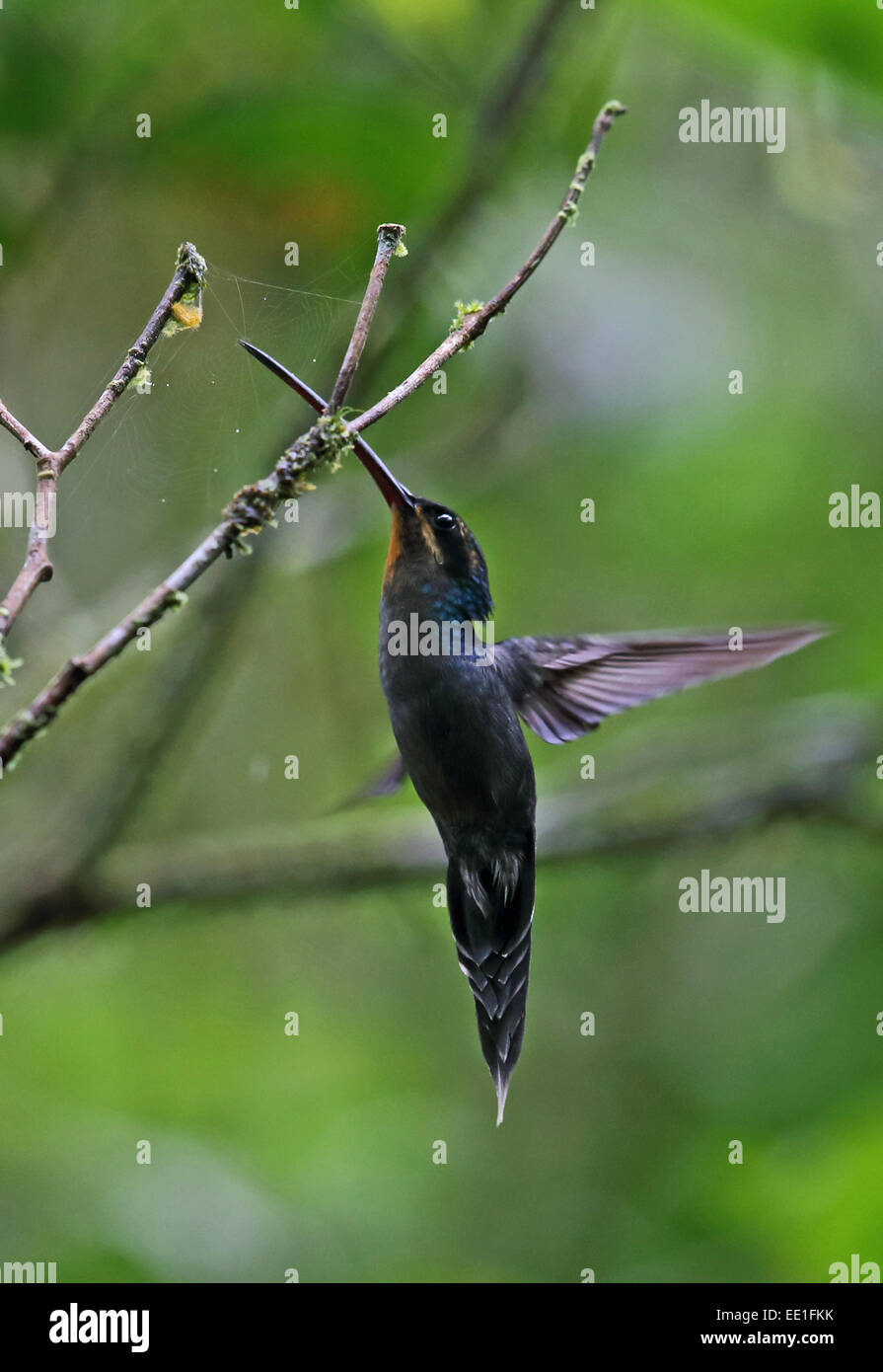 Green Hermit (Phaethornis guy coruscus) adult male, in flight, hovering ...