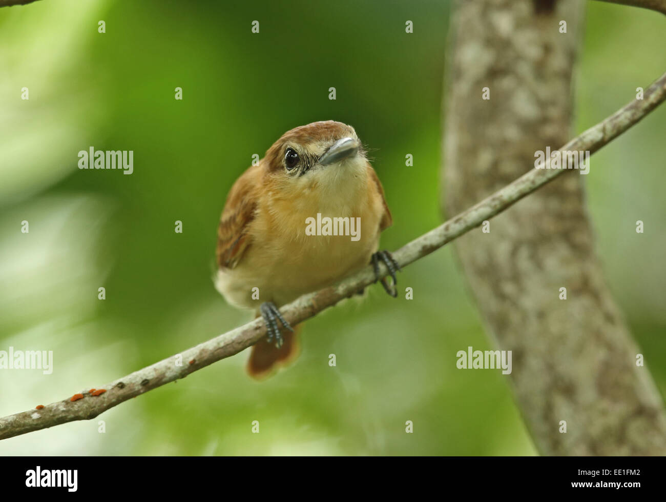 Cinnamon becards hi-res stock photography and images - Alamy