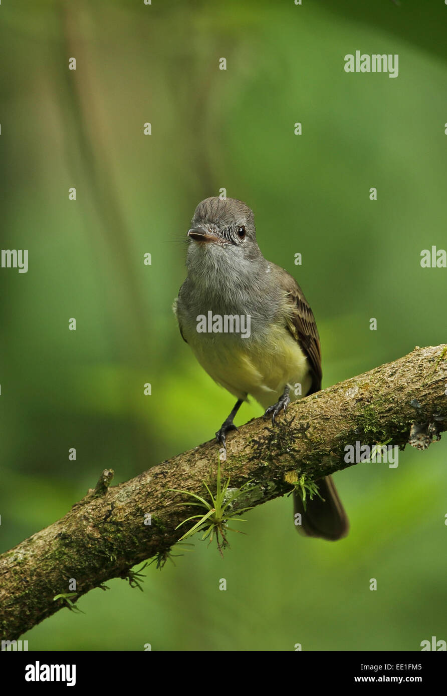 Dusky-capped Flycatcher (Myiarchus tuberculifer nigricapillus) adult ...