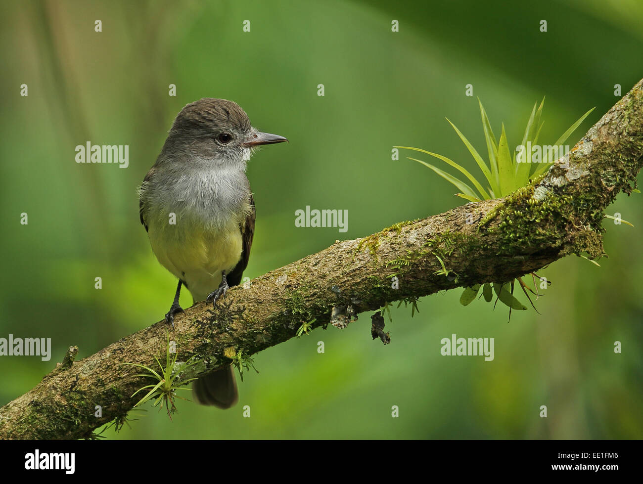 Dusky-capped Flycatcher (Myiarchus tuberculifer nigricapillus) adult ...