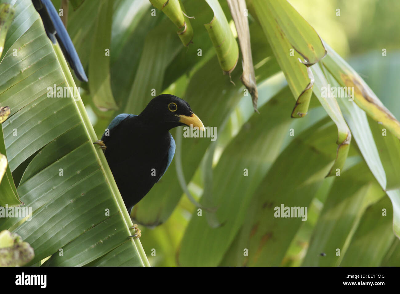 Yucatan Jay (Cyanocorax yucatanicus) immature, perched on banana frond ...