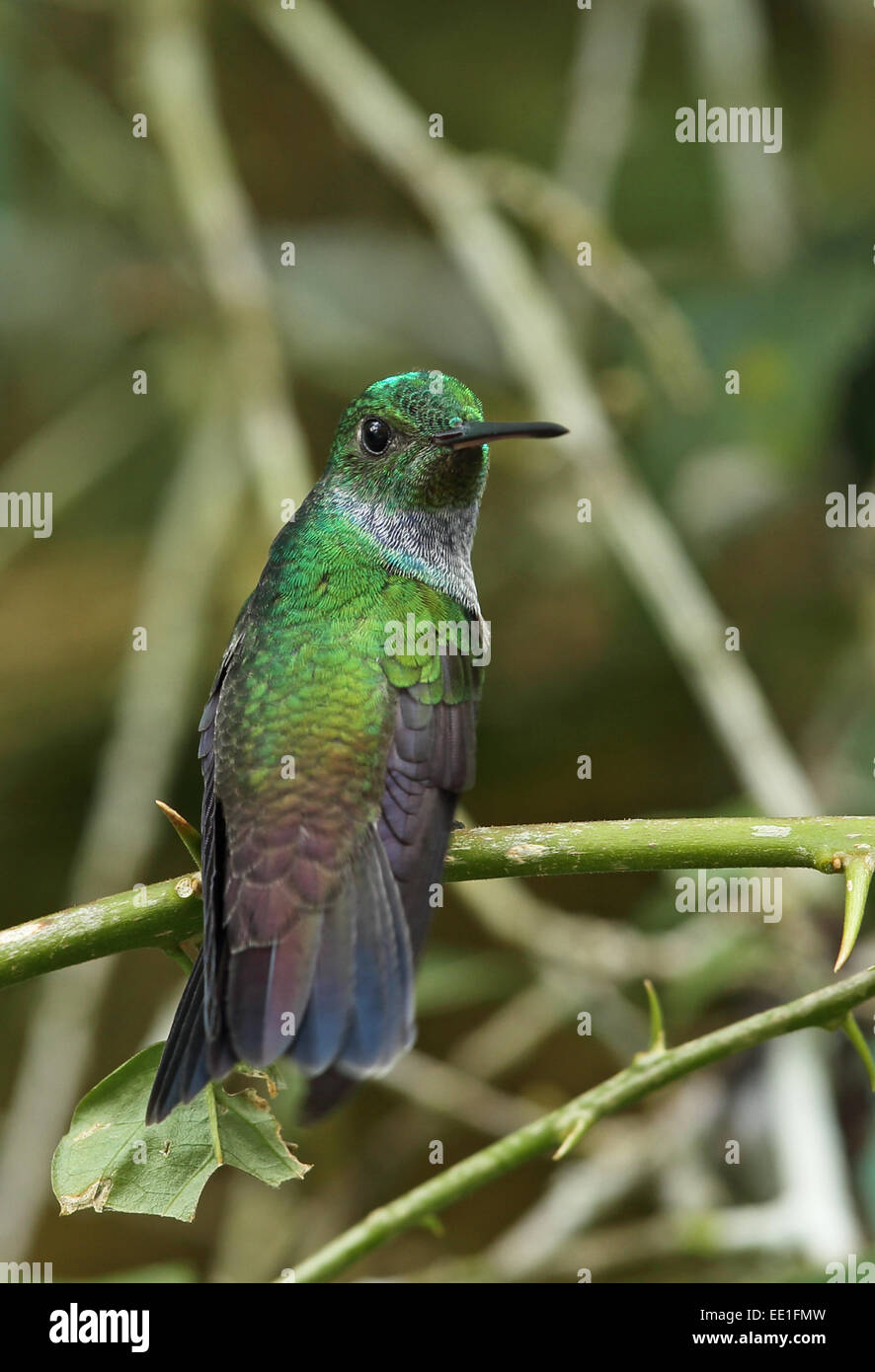 Blue chested hummingbird amazilia amabilis hi-res stock photography and ...
