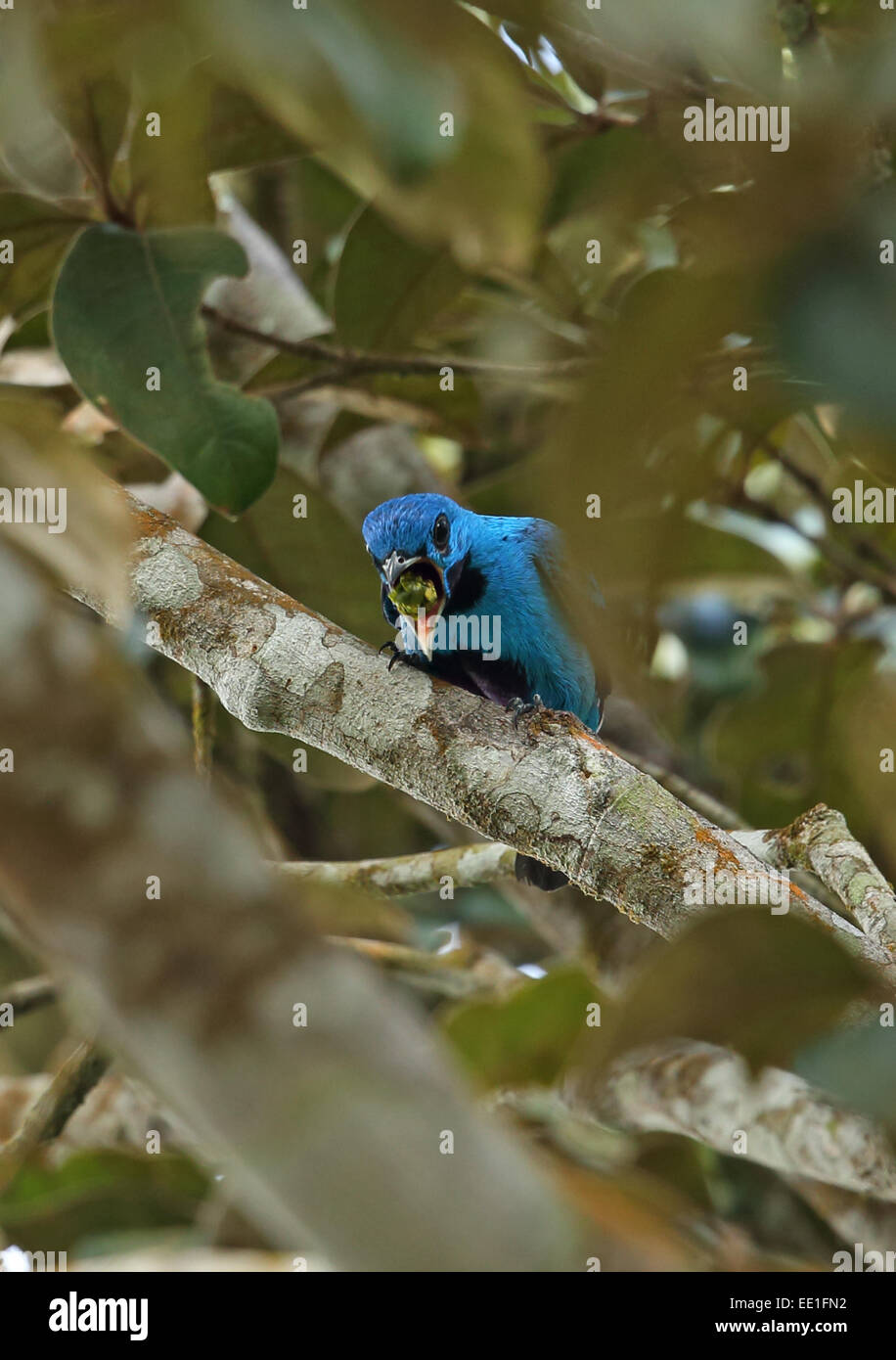 Blue Cotinga (Cotinga nattererii) adult male, regurgitating pellet (2 ...