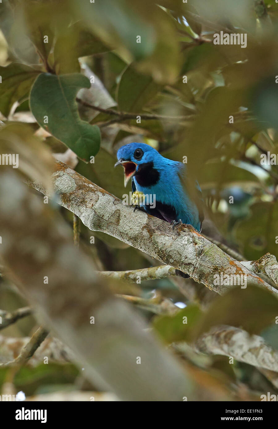 Blue Cotinga (Cotinga nattererii) adult male, regurgitating pellet (3 ...