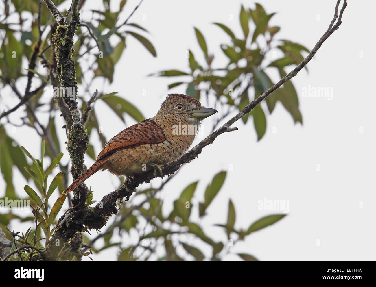Barred Puffbird (Nystalus radiatus) adult, perched on twig, Rio Indio ...