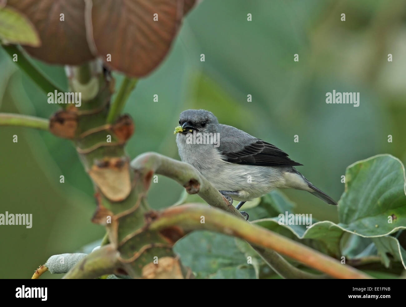 Plain-coloured Tanager (Tangara inornata languens) adult, feeding in ...