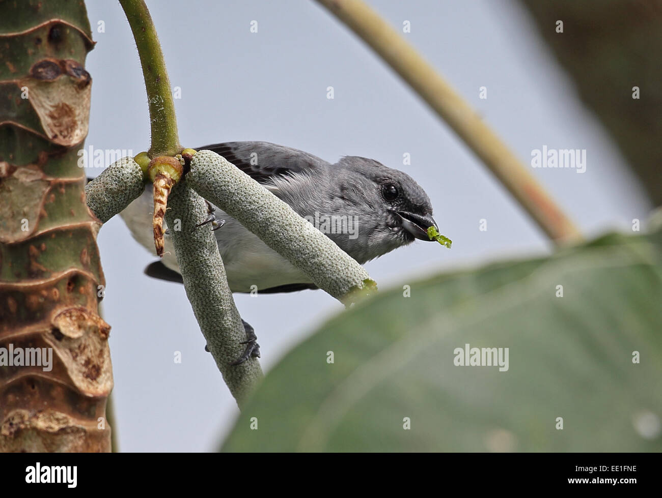 Plain-coloured Tanager (Tangara inornata languens) adult, feeding in ...