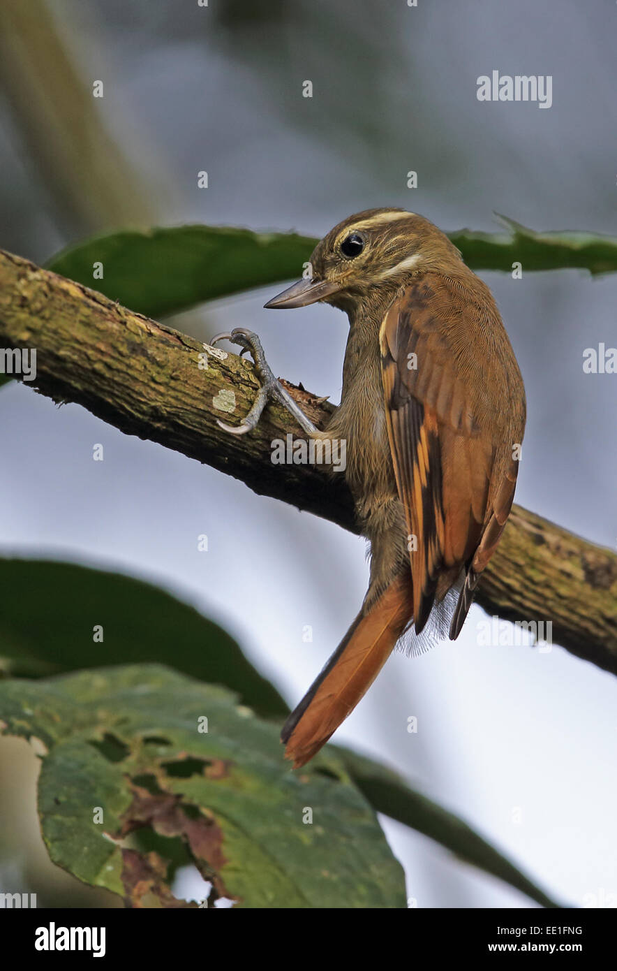 Subspecies ridgwayi hi-res stock photography and images - Alamy