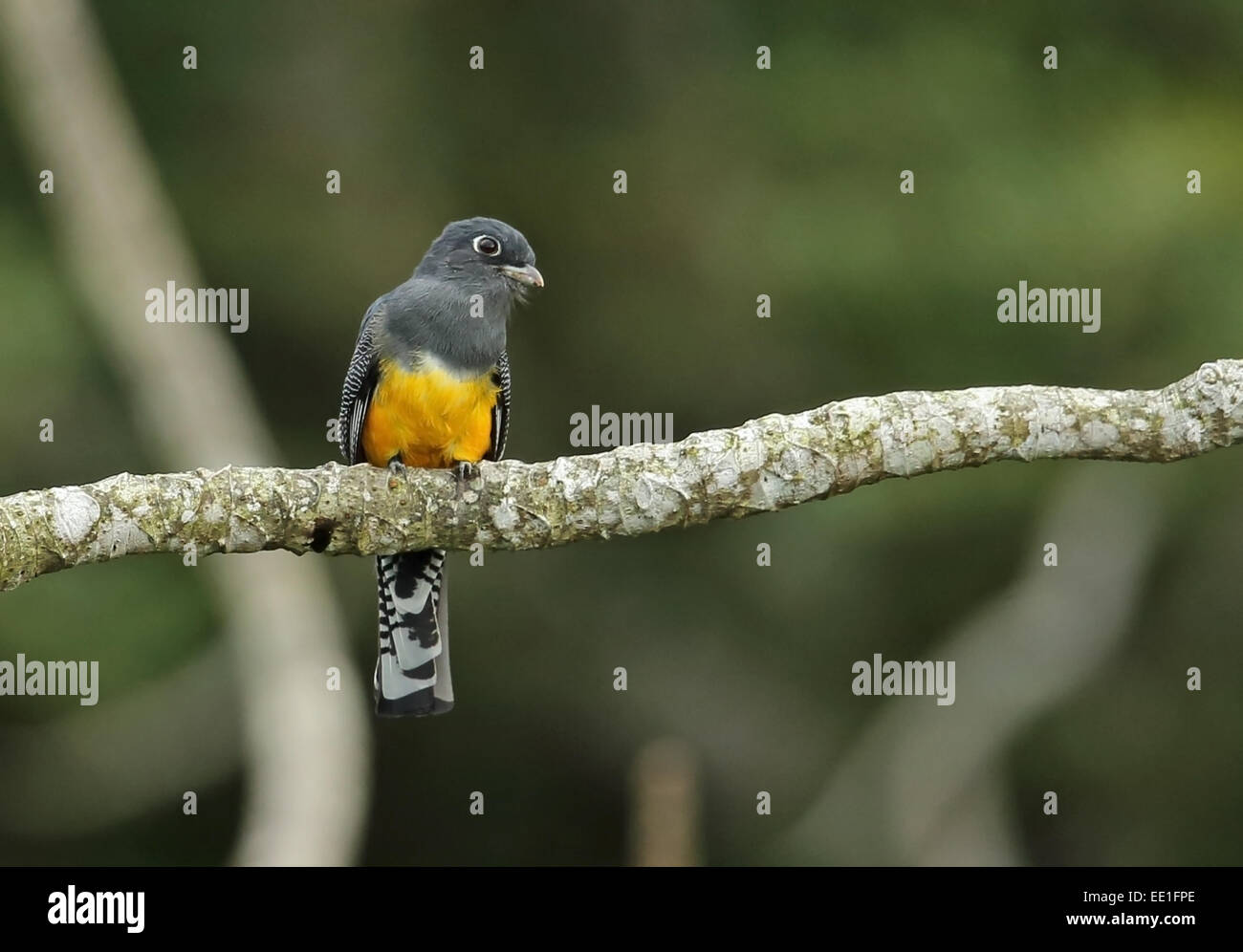 Violaceous trogon hi-res stock photography and images - Alamy