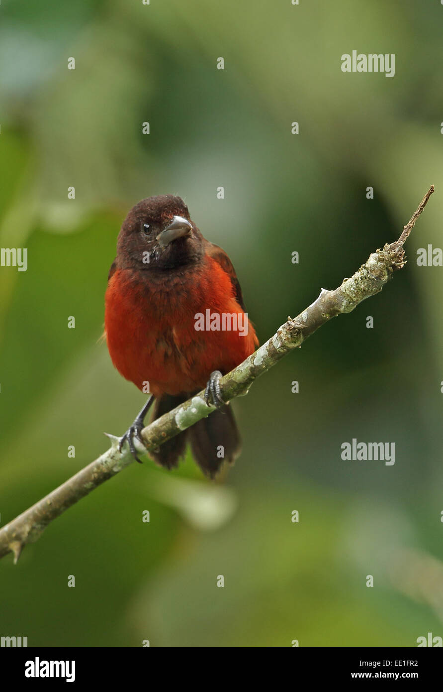 Crimson backed tanager ramphocelus dimidiatus female hi-res stock ...