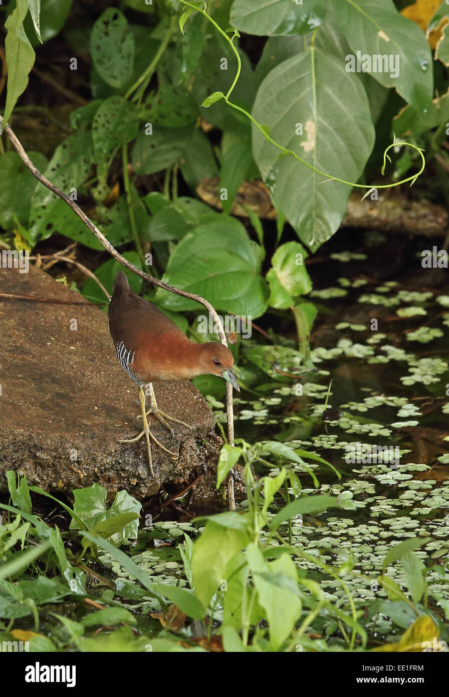 White-throated Crake (Laterallus albigularis albigularis) adult ...