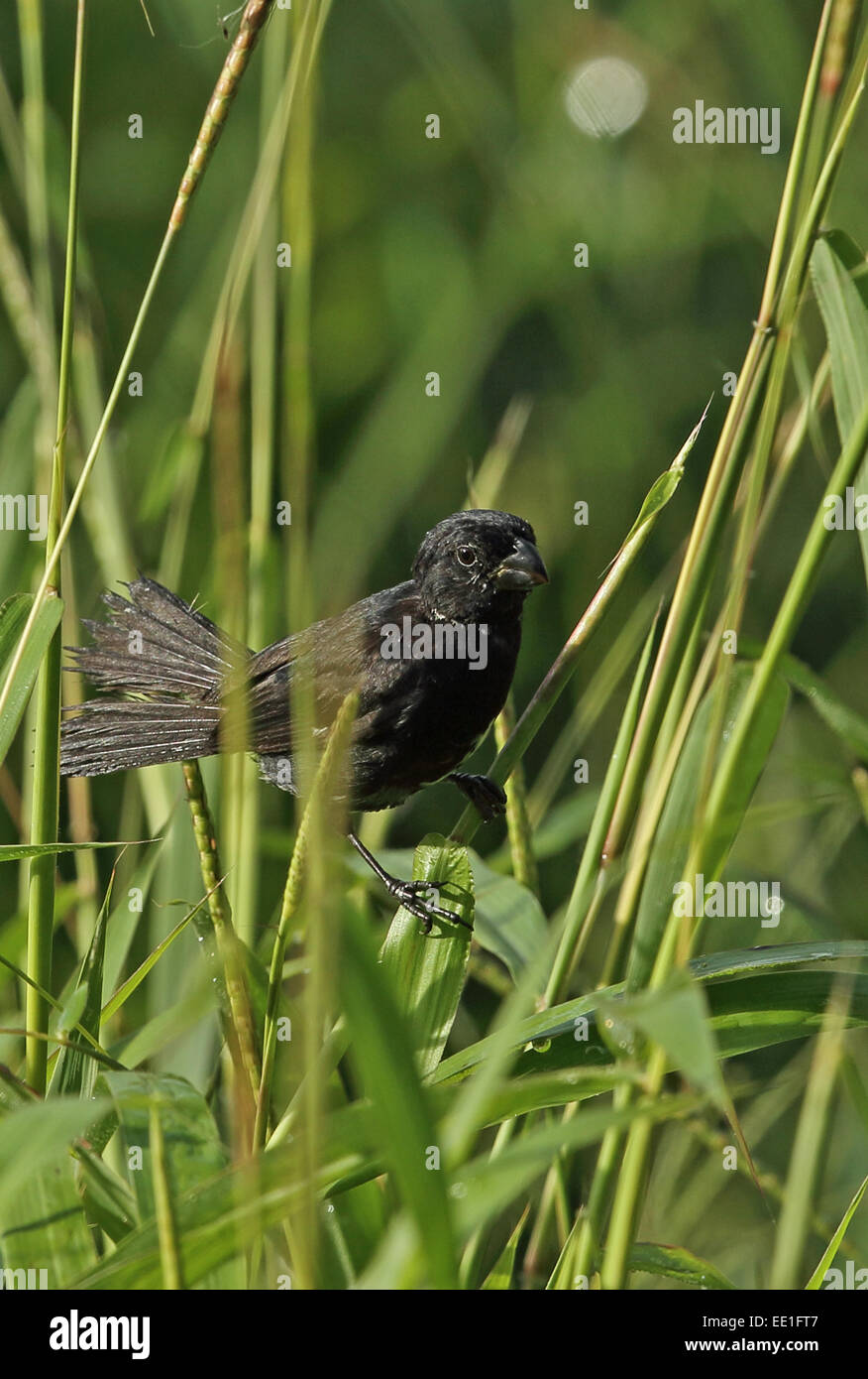 Variable Seedeater (Sporophila corvina hicksii) adult male, perched ...