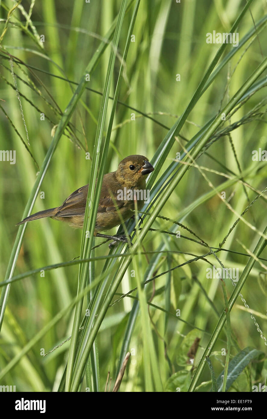 Variable Seedeater (Sporophila corvina hicksii) adult female, perched ...