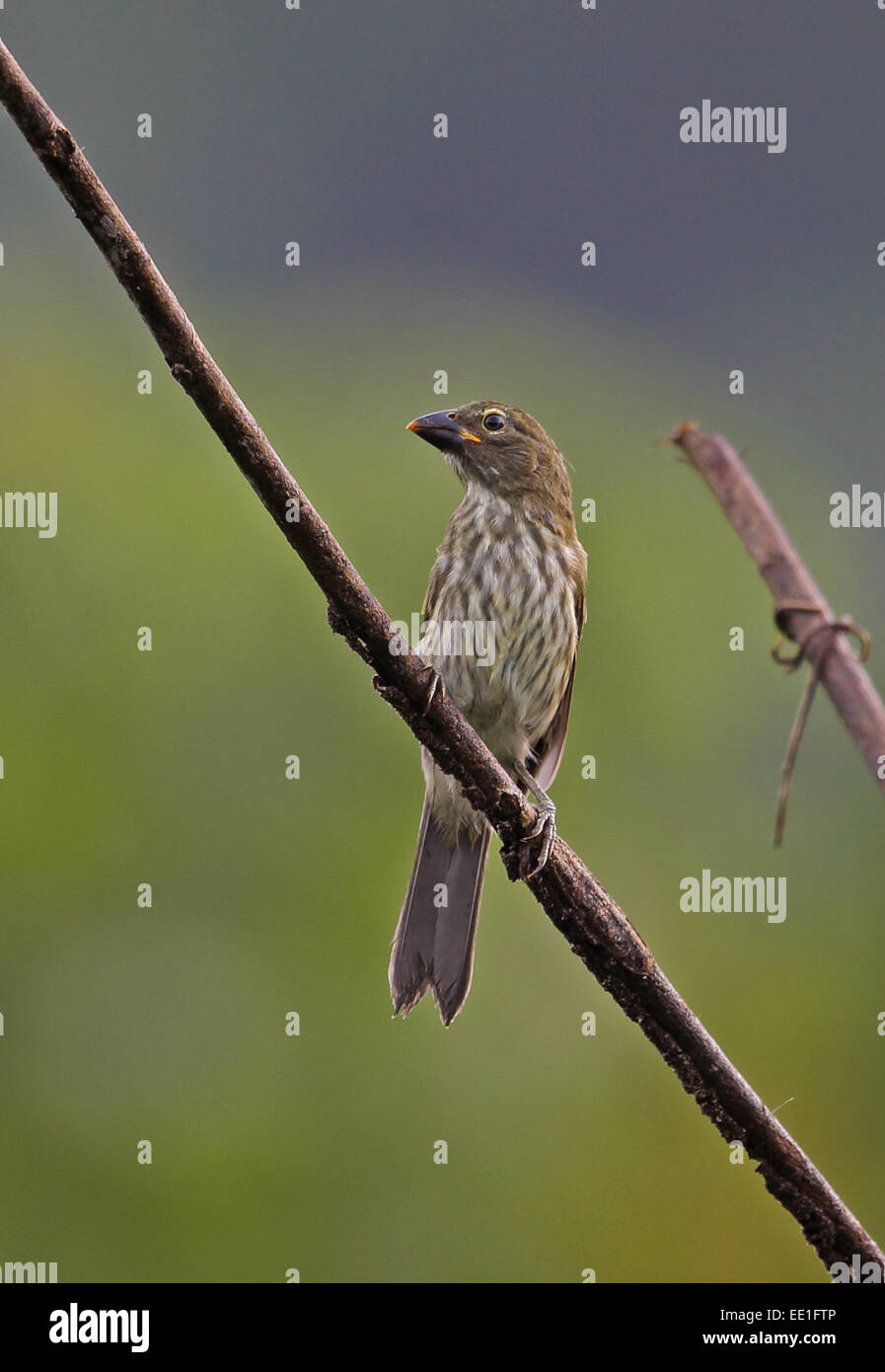 Streaked saltator hi-res stock photography and images - Alamy