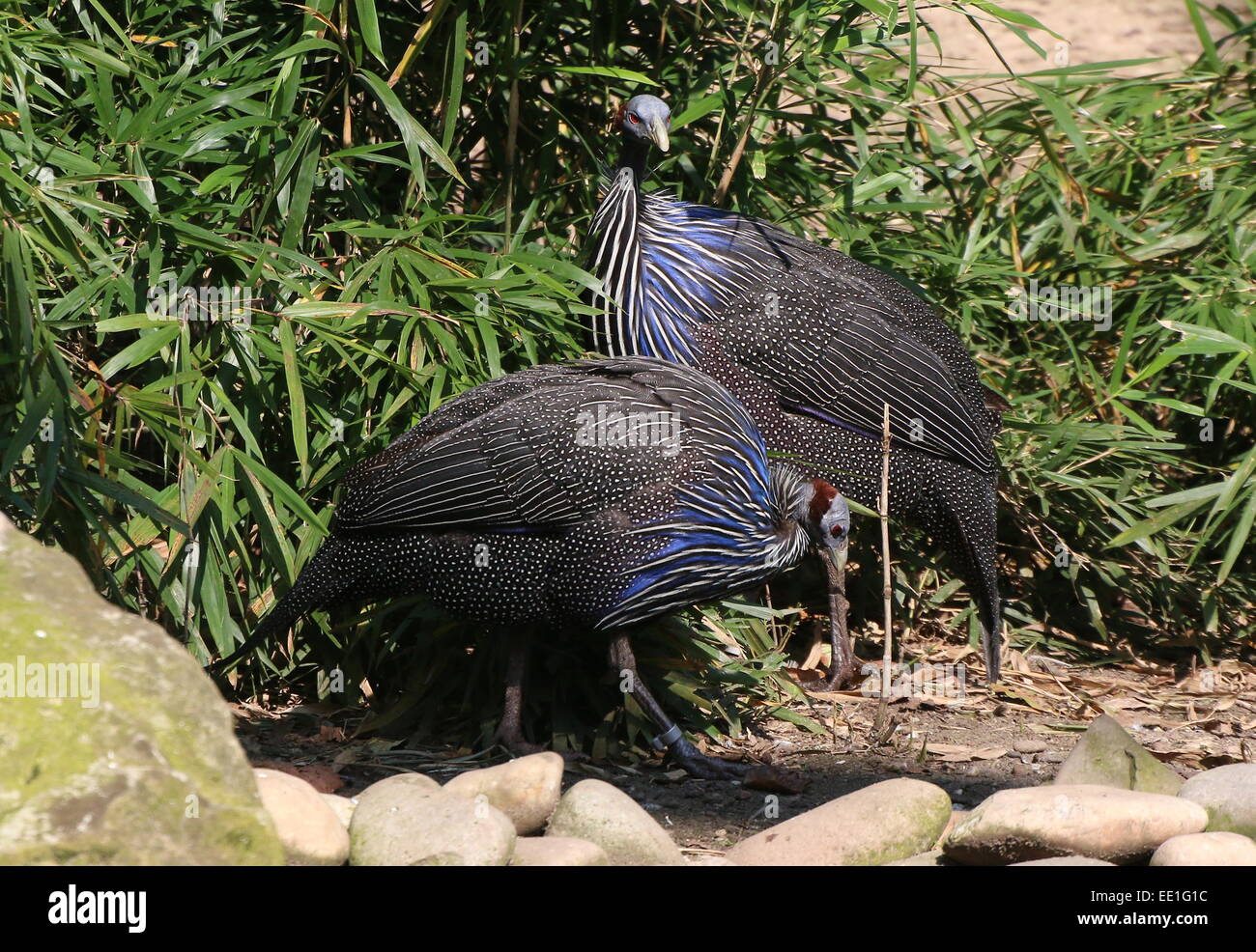 Pair of two African Vulturine Guineafowl (Acryllium vulturinum Stock ...