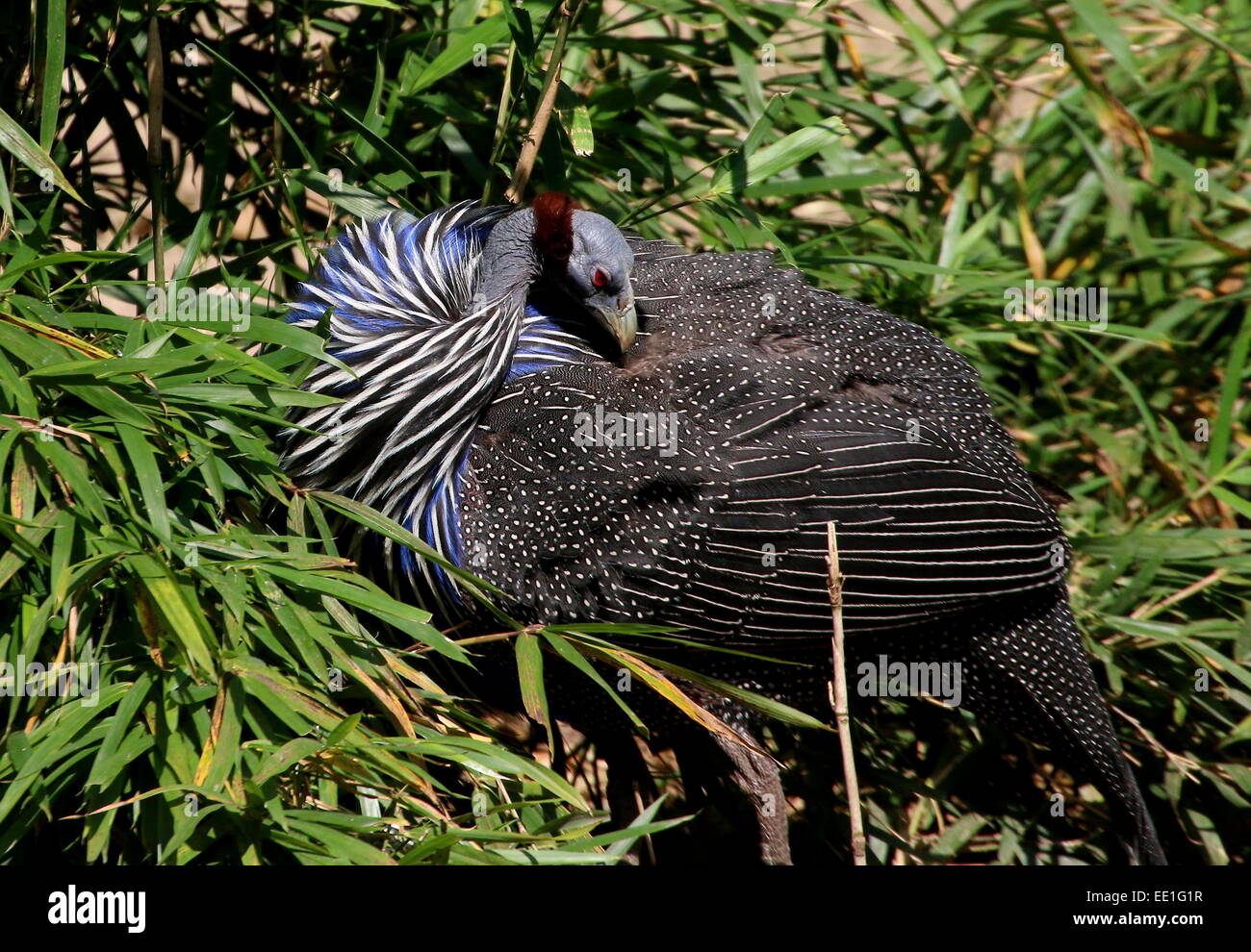 African Vulturine Guineafowl (Acryllium vulturinum) preening his ...