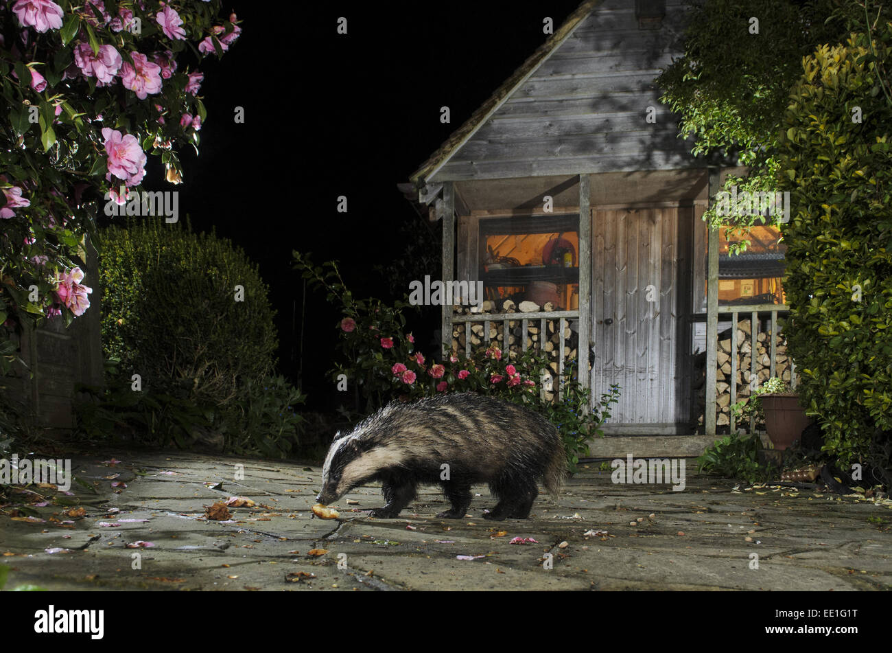 Badger fruit hi-res stock photography and images - Alamy