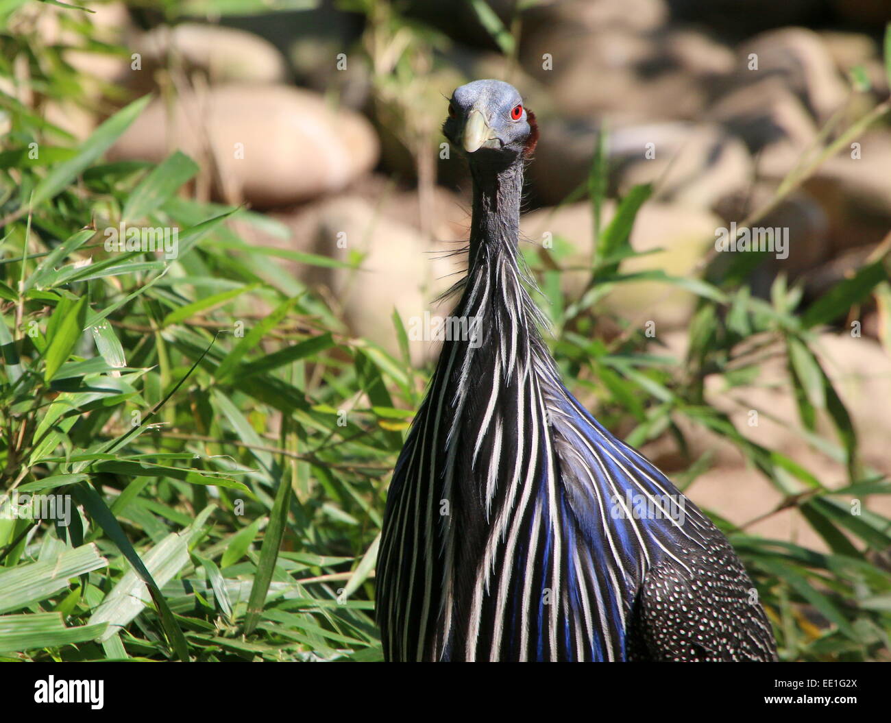 African Vulturine Guineafowl (Acryllium vulturinum) frontal pose ...