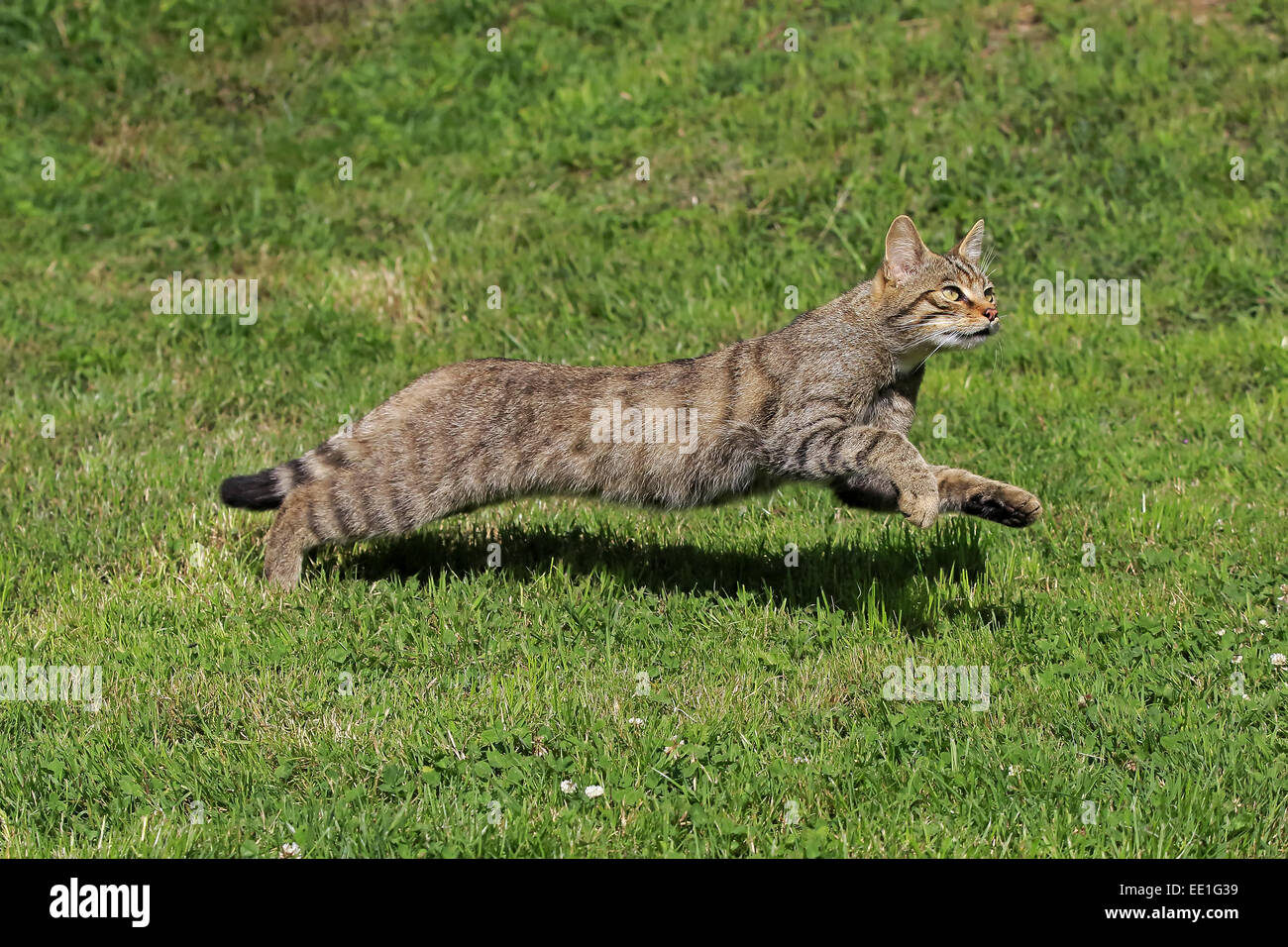 European Wild Cat (Felis silvestris) adult, running on grass, July ...